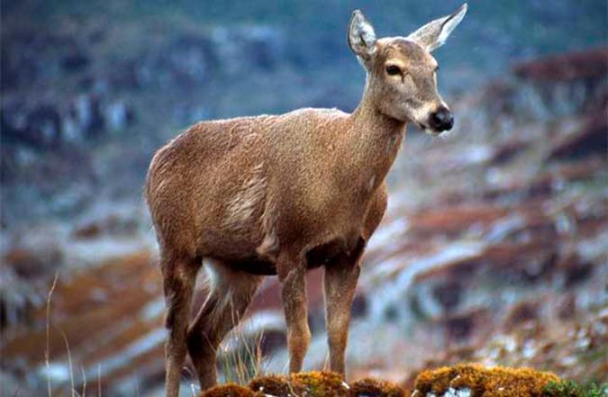 Huemul: Cuando la ciencia y la acción reducen el peligro de extinción